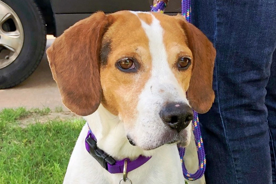 Dogs in Tulsa looking for their fur-ever homes