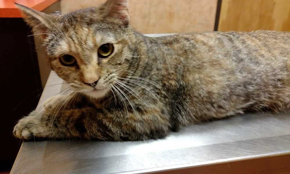 Cats in Tucson looking for their fur-ever homes