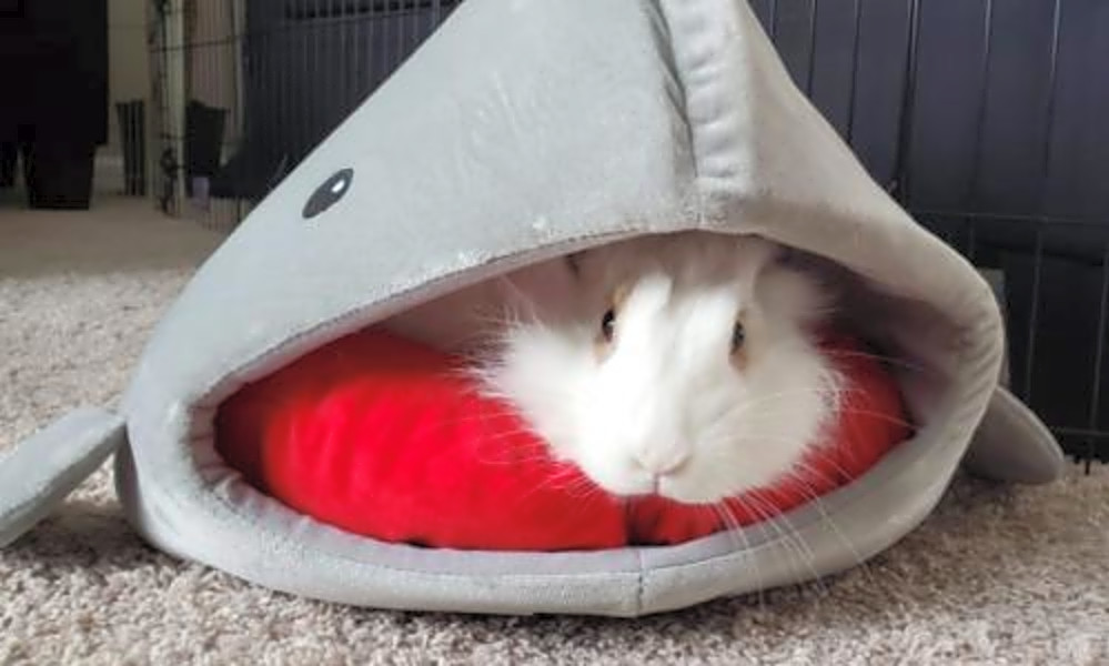 Rabbits in Columbus looking for their fur-ever homes