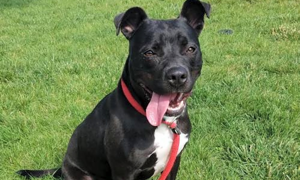 Dogs in St. Louis looking for their fur-ever homes