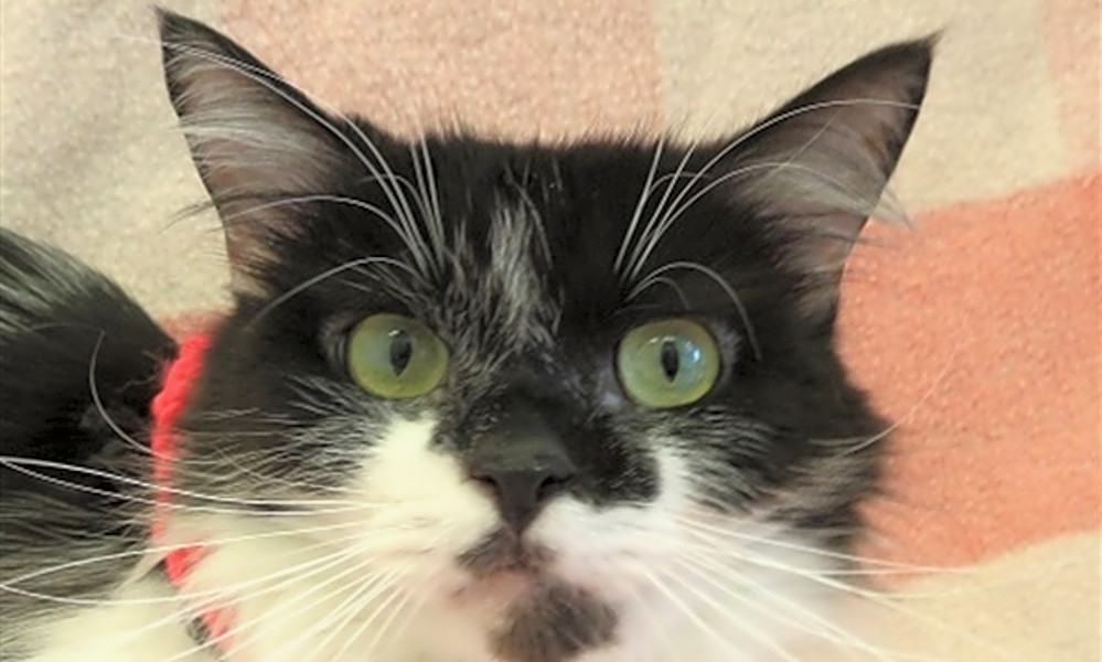 Cats in Detroit looking for their fur-ever homes