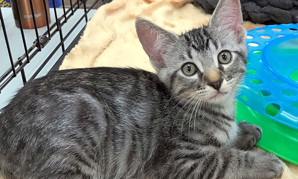 Kittens in Austin looking for their fur-ever homes