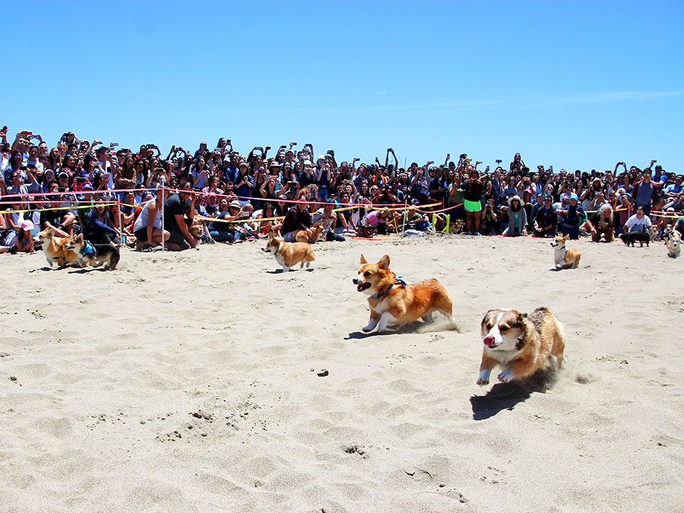 Pumpkin Carving, Corgi Cheering & 39 Other Awesome Weekend Events