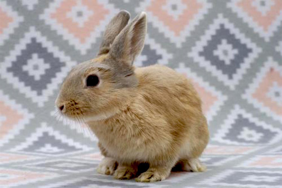 Rabbits in San Diego looking for their fur-ever homes