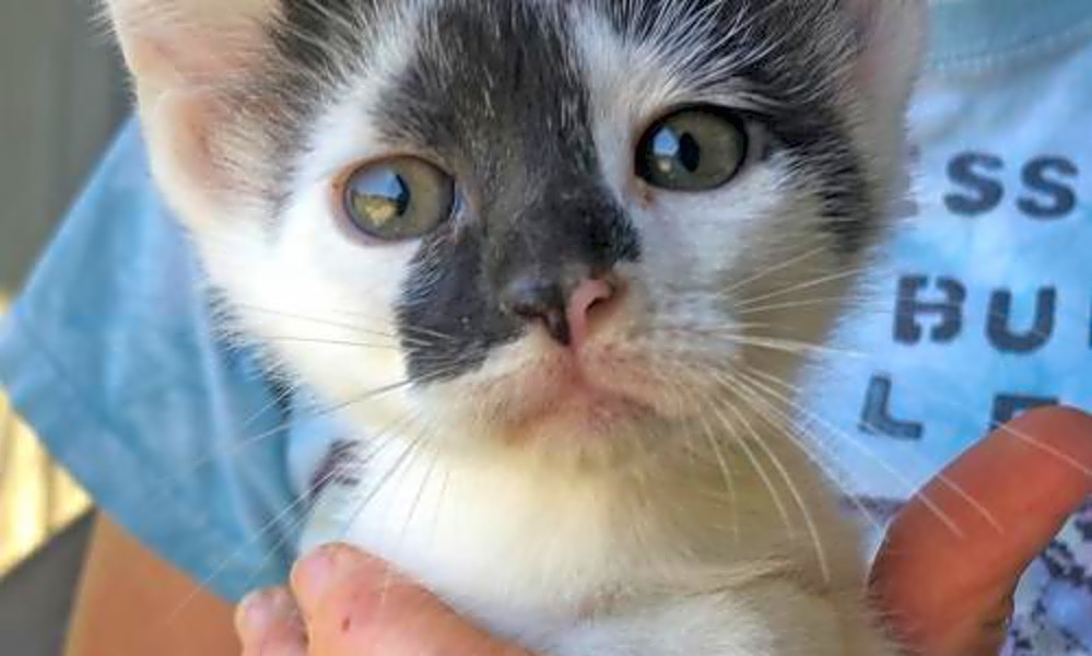 Kittens in Washington looking for their fur-ever homes