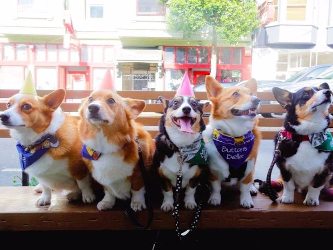 ABC7 Weekend: Corgi Con, SF Trolley Dances & Wharf Fest 2017