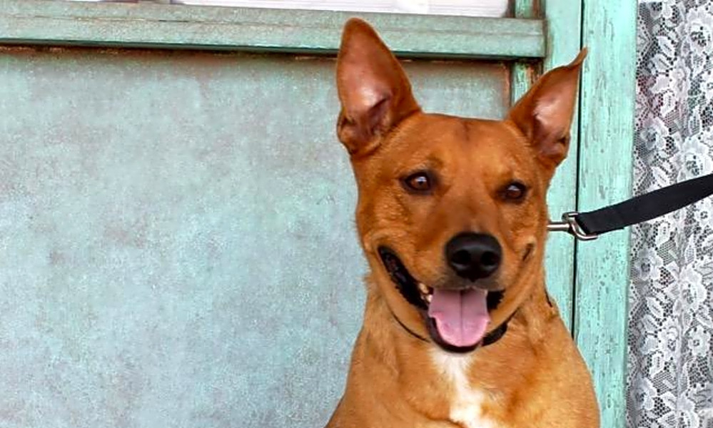 Dogs in Albuquerque looking for their fur-ever homes