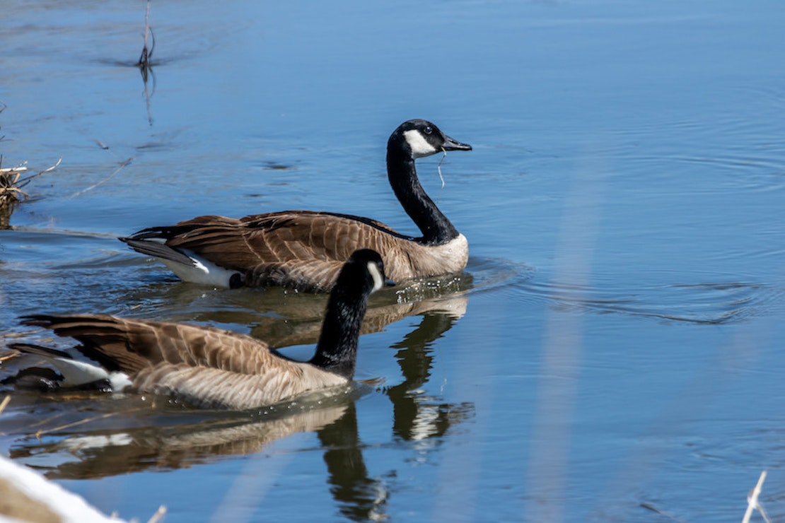 Top Denver news: Geese culling ends for year; ICE raids could target