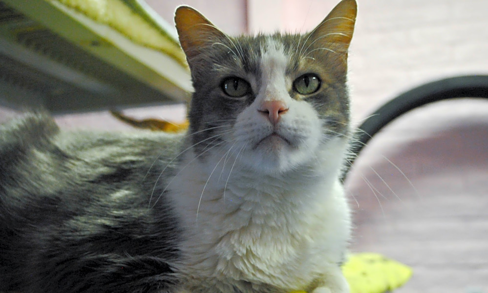 Cats in Tucson looking for their fur-ever homes