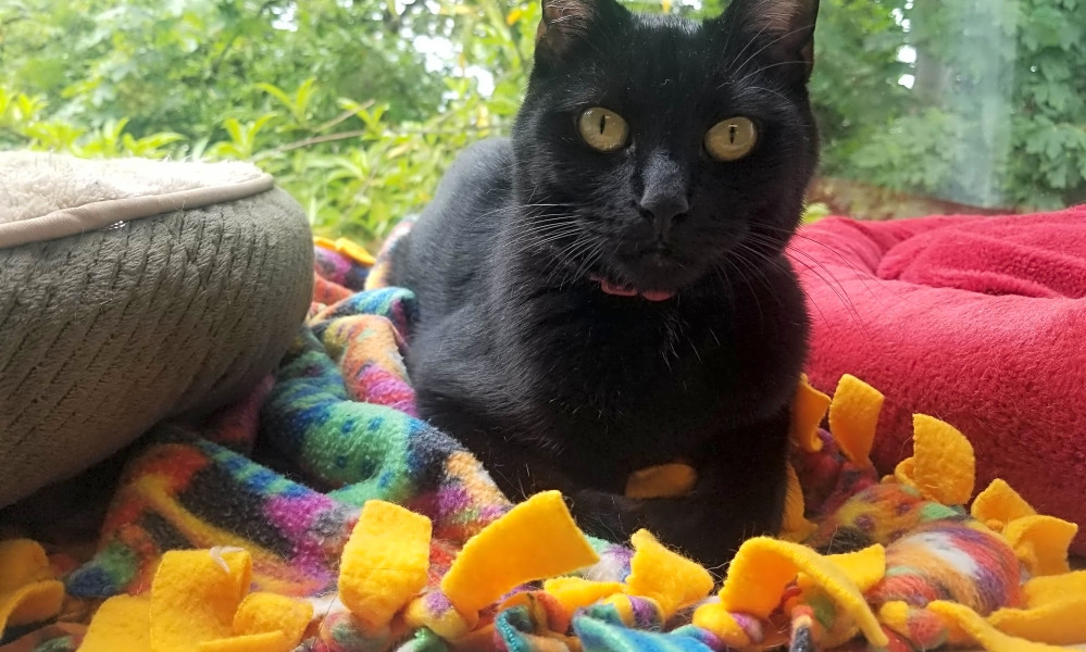 Cats in Portland looking for their fur-ever homes