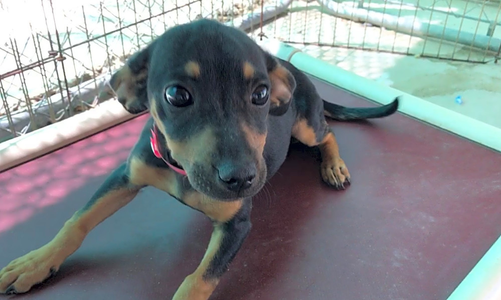 5 precious puppies to adopt now in Fresno