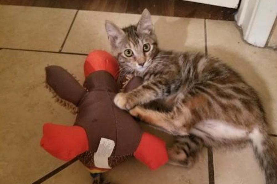 5 cute-as-can-be kittens to adopt now in Tucson