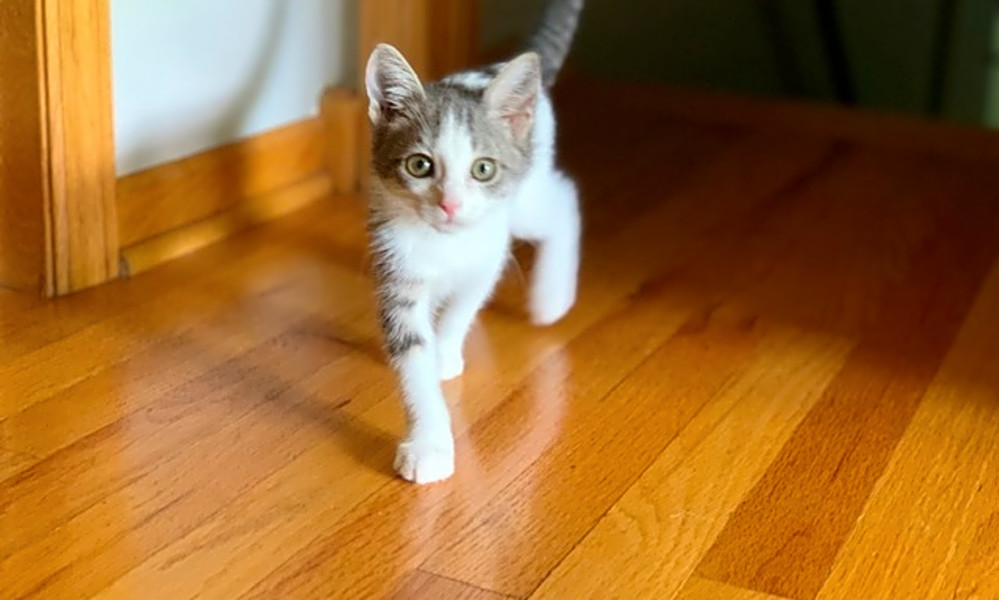 These Minneapolis-based kittens are up for adoption and in need of a