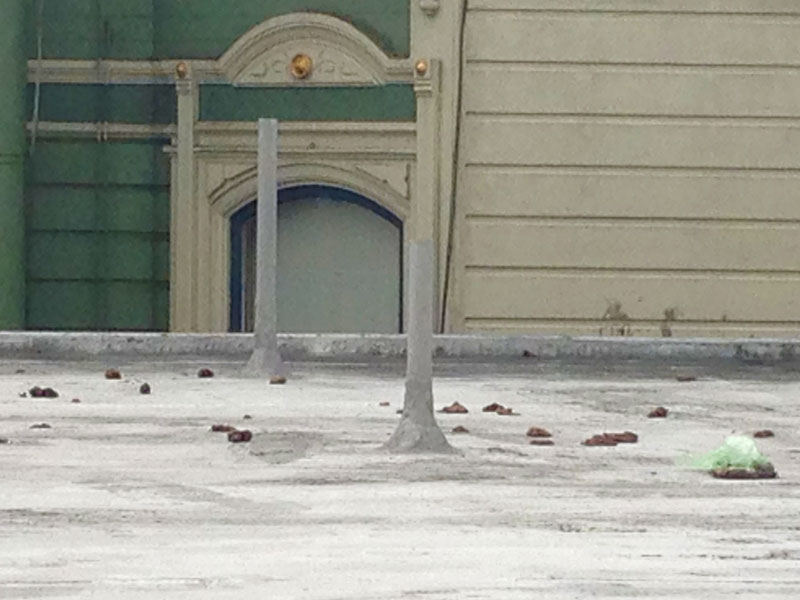 How Did All This Poop Get On This Roof?