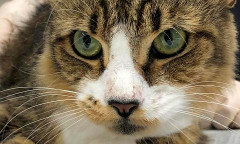 6 furry felines to adopt now in Jacksonville