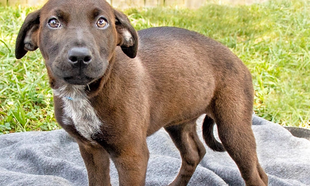 want-to-adopt-a-pet-here-are-3-cuddly-canines-to-adopt-now-in