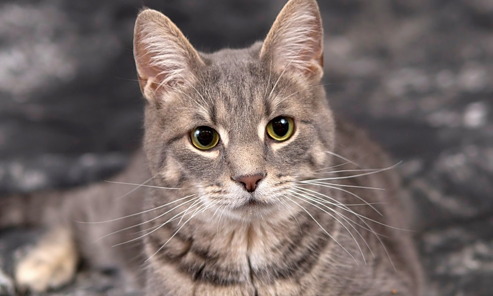 7 furry felines to adopt now in Columbus