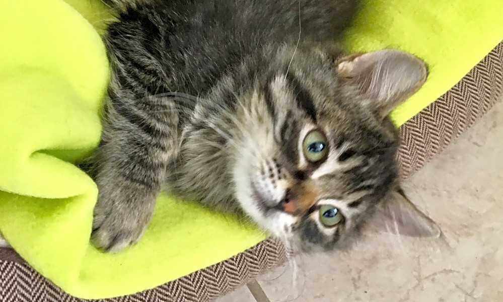 Want to adopt a pet? Here are 7 cute-as-can-be kittens to adopt now in