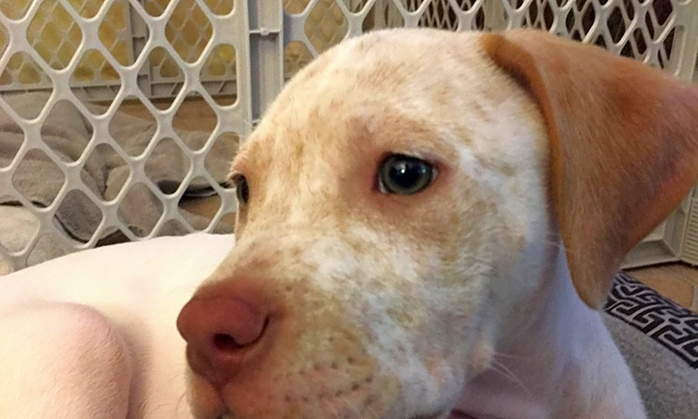 These Corpus Christi-based puppies are up for adoption and in need of