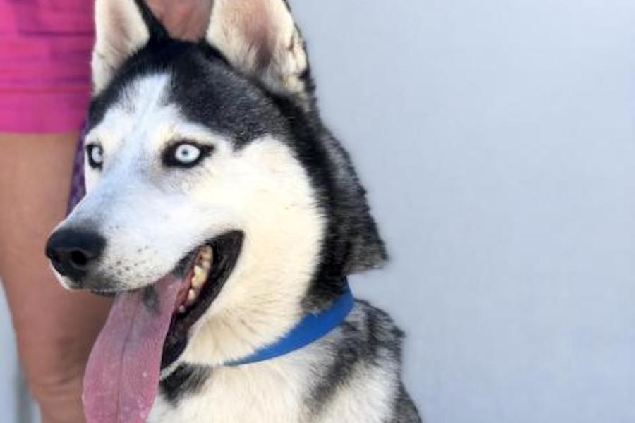 These Fresno-based dogs are up for adoption and in need of a good home