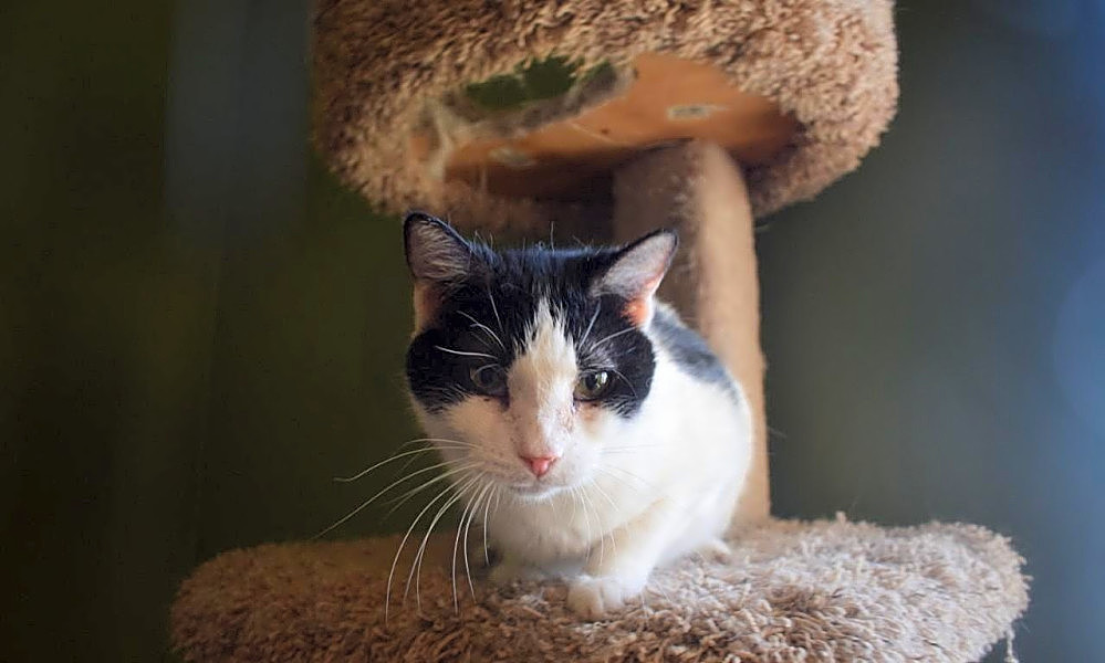 These Phoenix-based cats are up for adoption and in need of a good