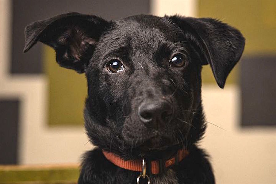 These Portland-based puppies are up for adoption and in need of a good