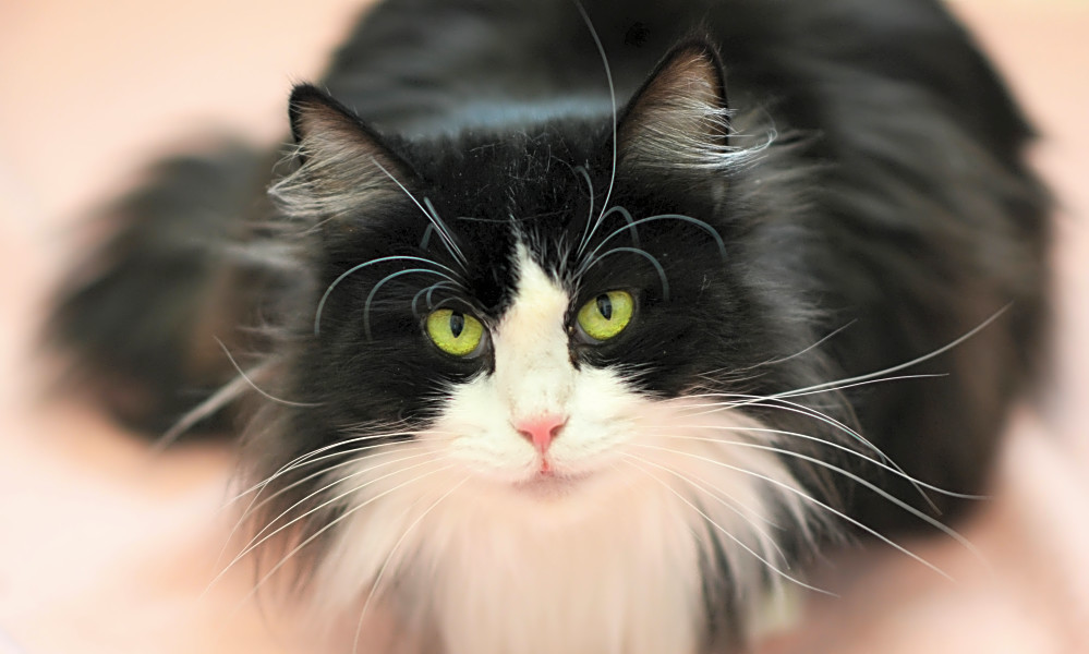 These Denver-based cats are up for adoption and in need of good homes
