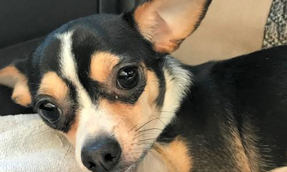 Want to adopt a pet? Here are 7 lovable pups to adopt now in St. Louis