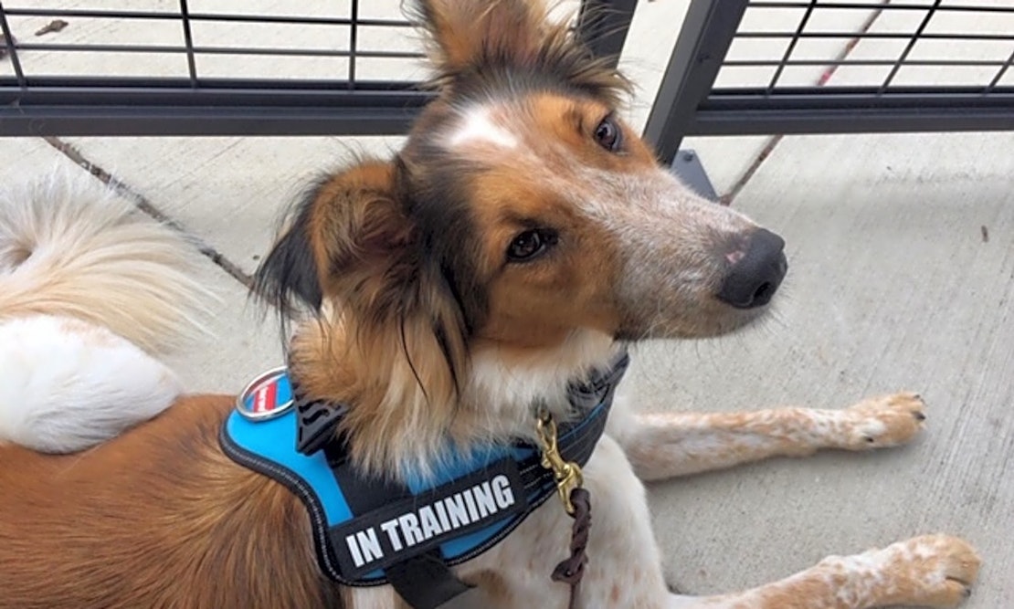 These Baltimore-based pups are up for adoption and in need of a good