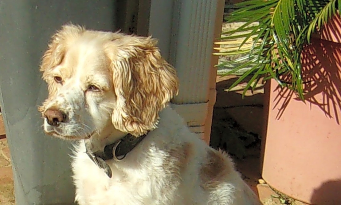 These Sacramento-based doggies are up for adoption and in need of a