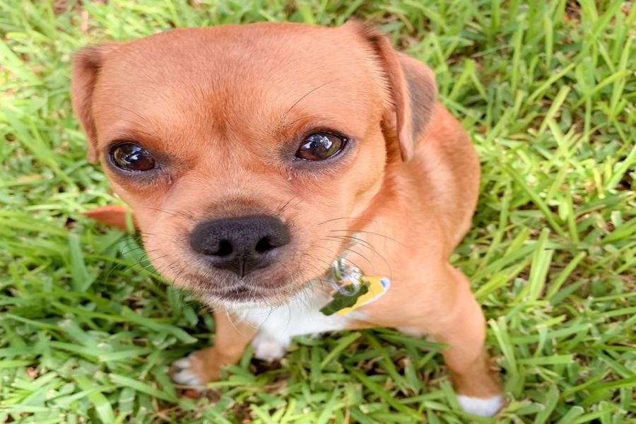 Looking to adopt a pet? Here are 6 delightful doggies to adopt now in