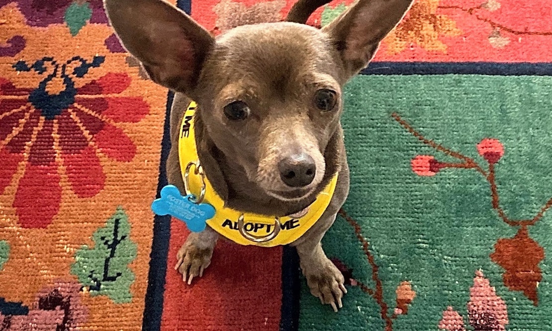 4 lovable pups to adopt now in New York City