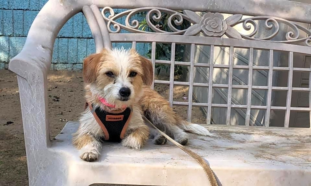 6 lovable pups to adopt now in Fresno