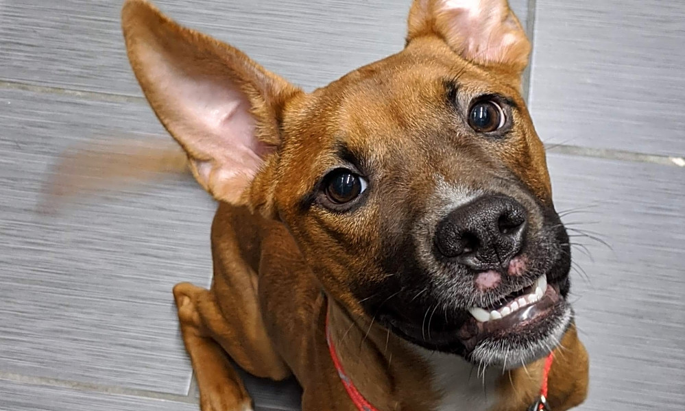 6 adorable pups to adopt now in Denver