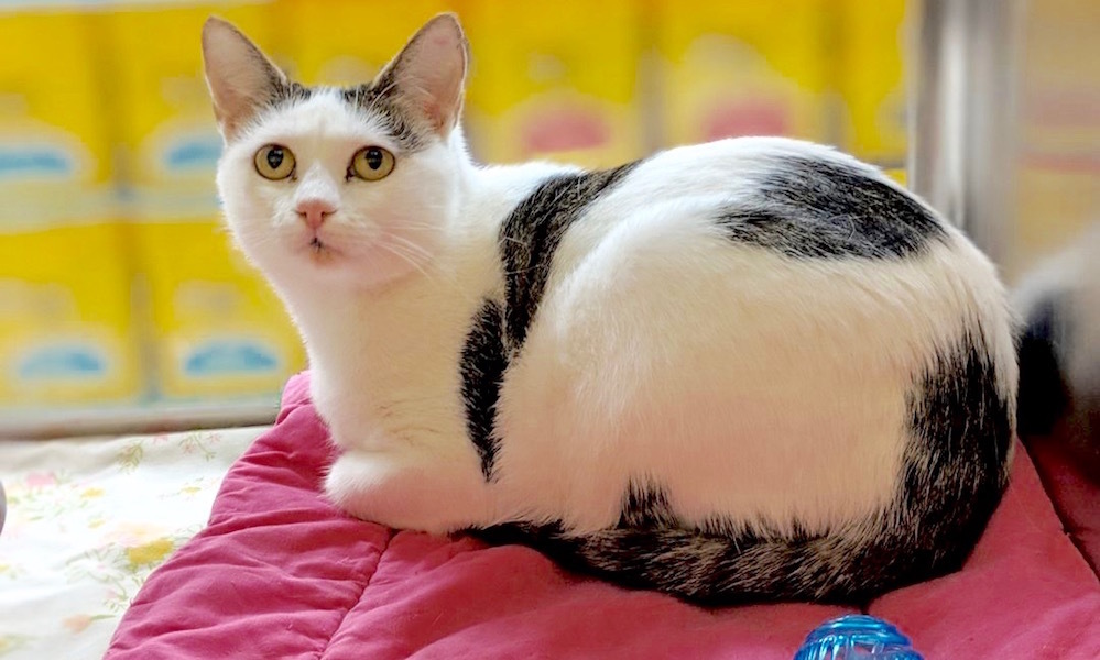 7 cute cats up for adoption now in Plano