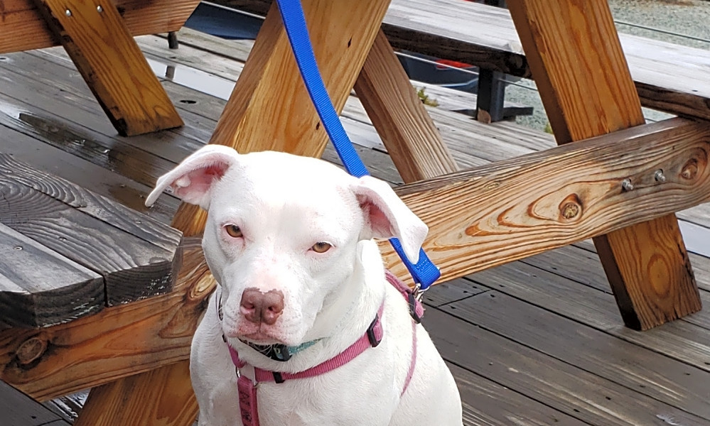These Durham-based dogs are up for adoption and in need of a good home