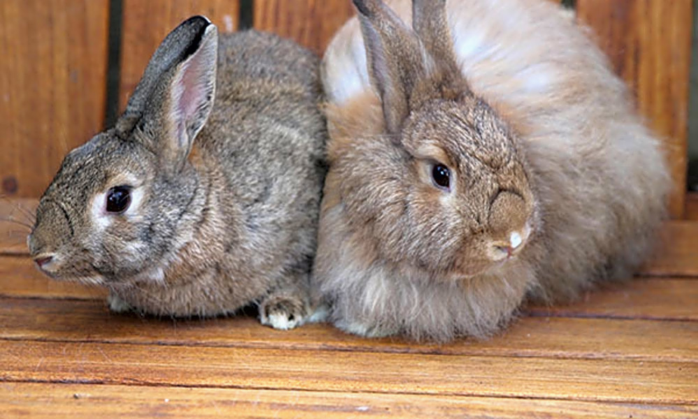 These Irvine-based rabbits are up for adoption and in need of a good
