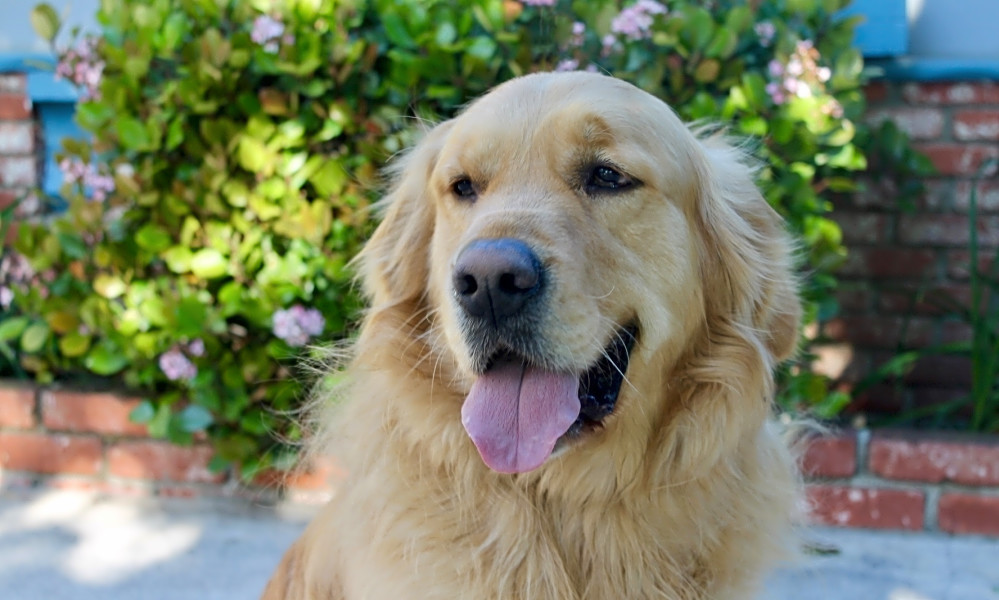 These Los Angeles-based dogs are up for adoption and in need of a good
