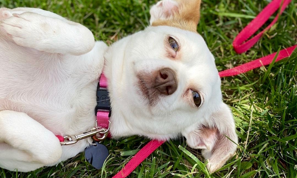 7 cheeky pups ready to adopt now in Fort Worth