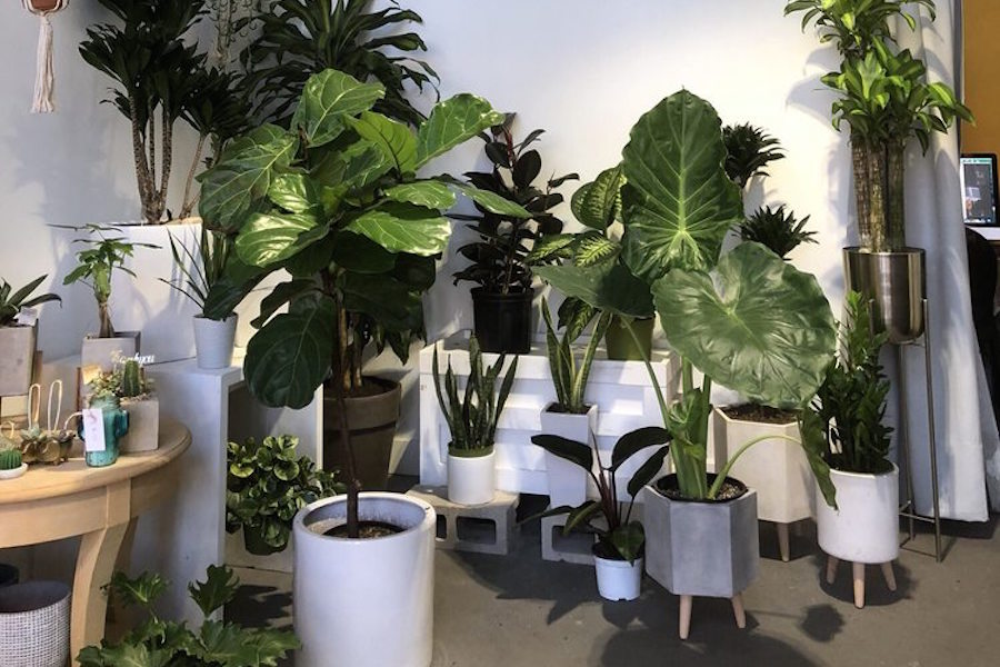 Koreatown gets a new plant nursery: NAMOO